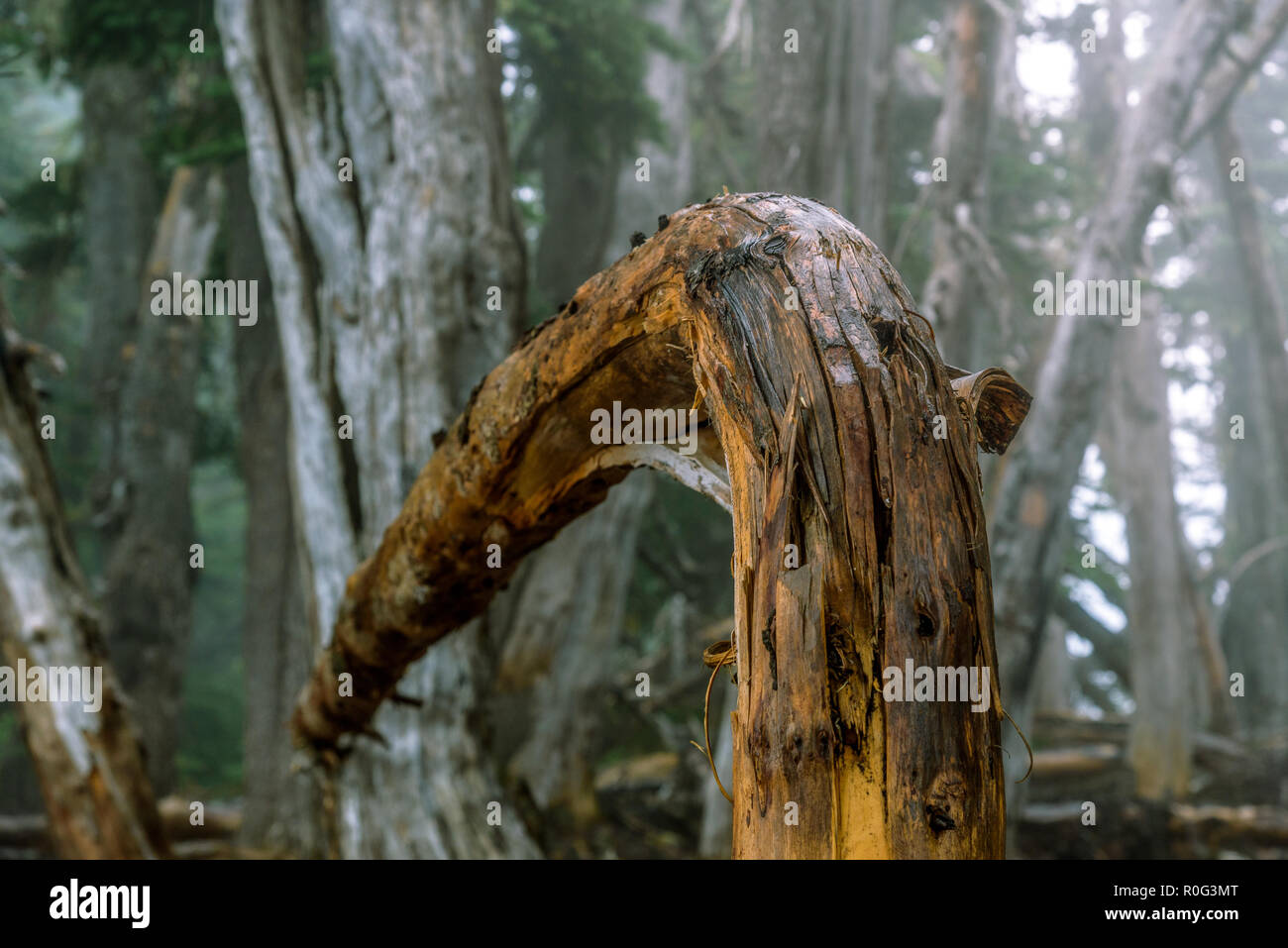 Curved timber tree hi-res stock photography and images - Alamy