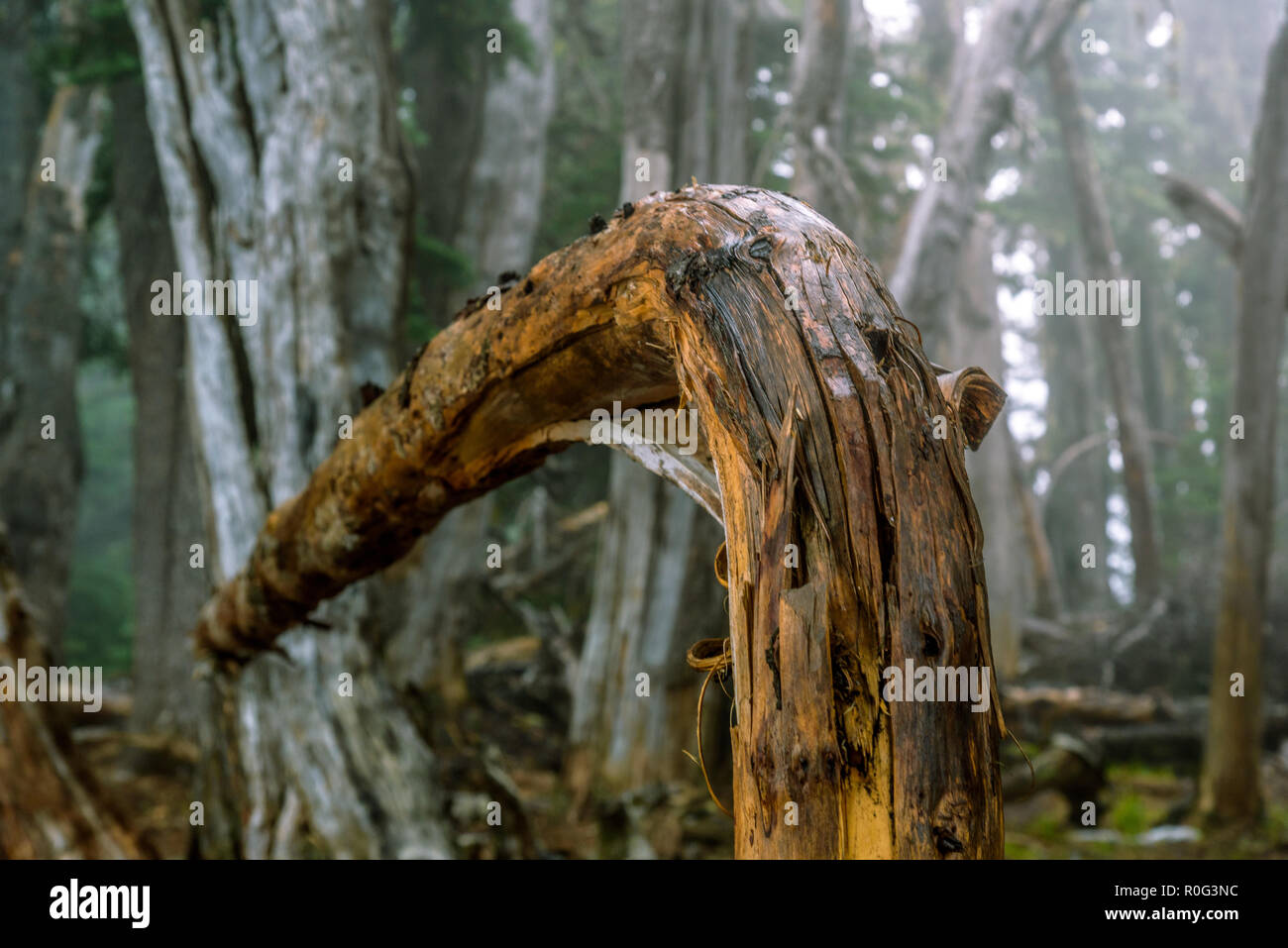A long tree trunk is curved by a ferorious storm but still remains ...