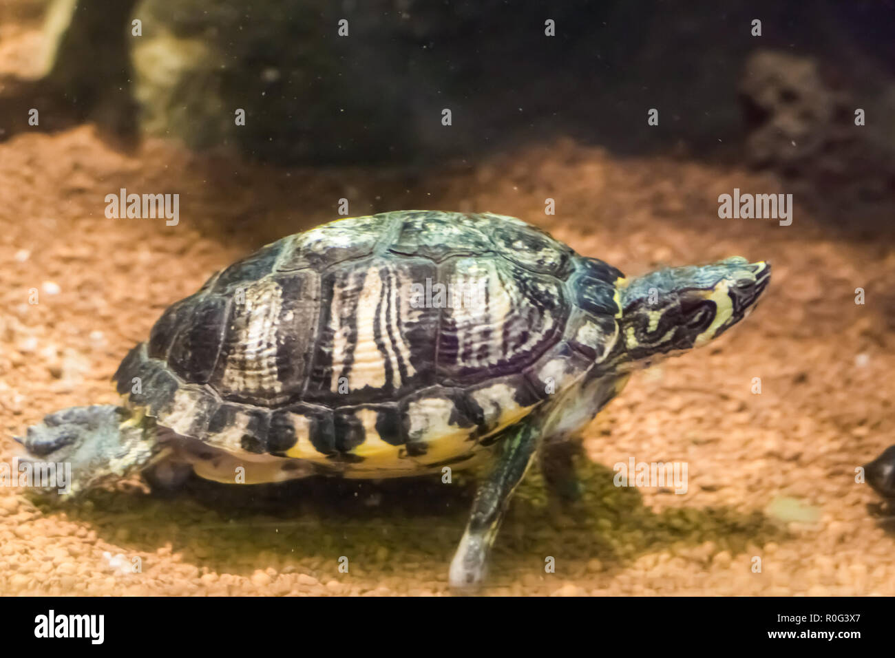 Yellow stripes turtles hi-res stock photography and images - Alamy