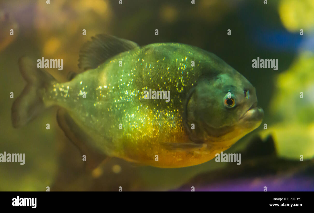 brown grey and yellow tropical fish with glittery scales exotic ...