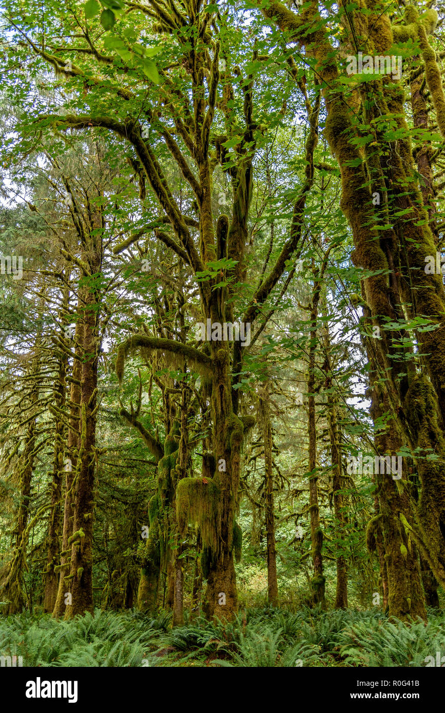 Tall trees covered in moss tower over fields of ferns Stock Photo - Alamy