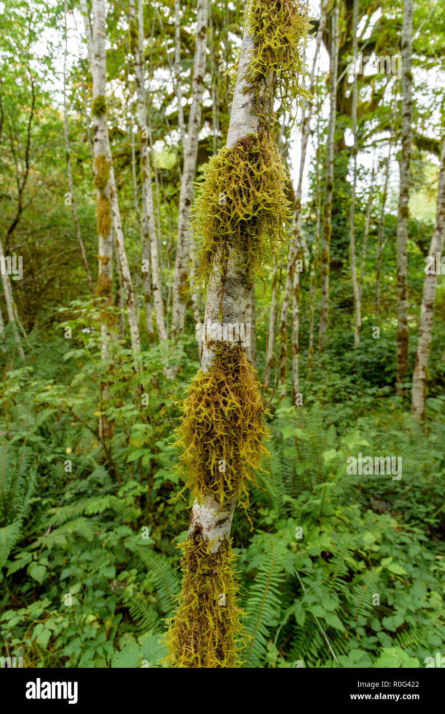 Tall trees covered in moss tower over fields of ferns Stock Photo - Alamy