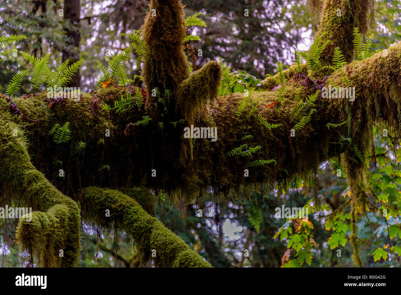 Tall trees covered in moss tower over fields of ferns Stock Photo - Alamy