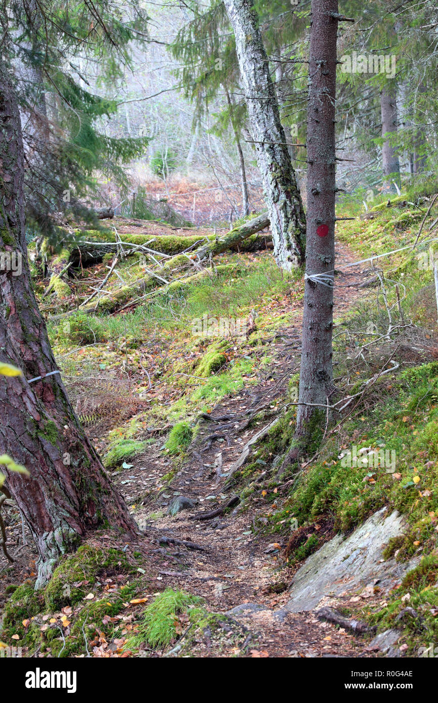 Beautiful autuminal hazy forest in Bogesundslandet, near Vaxholm ...