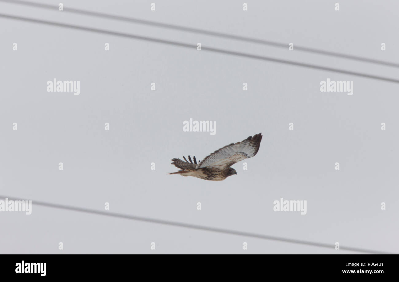 Harrier Hawk in Flight Stock Photo - Alamy