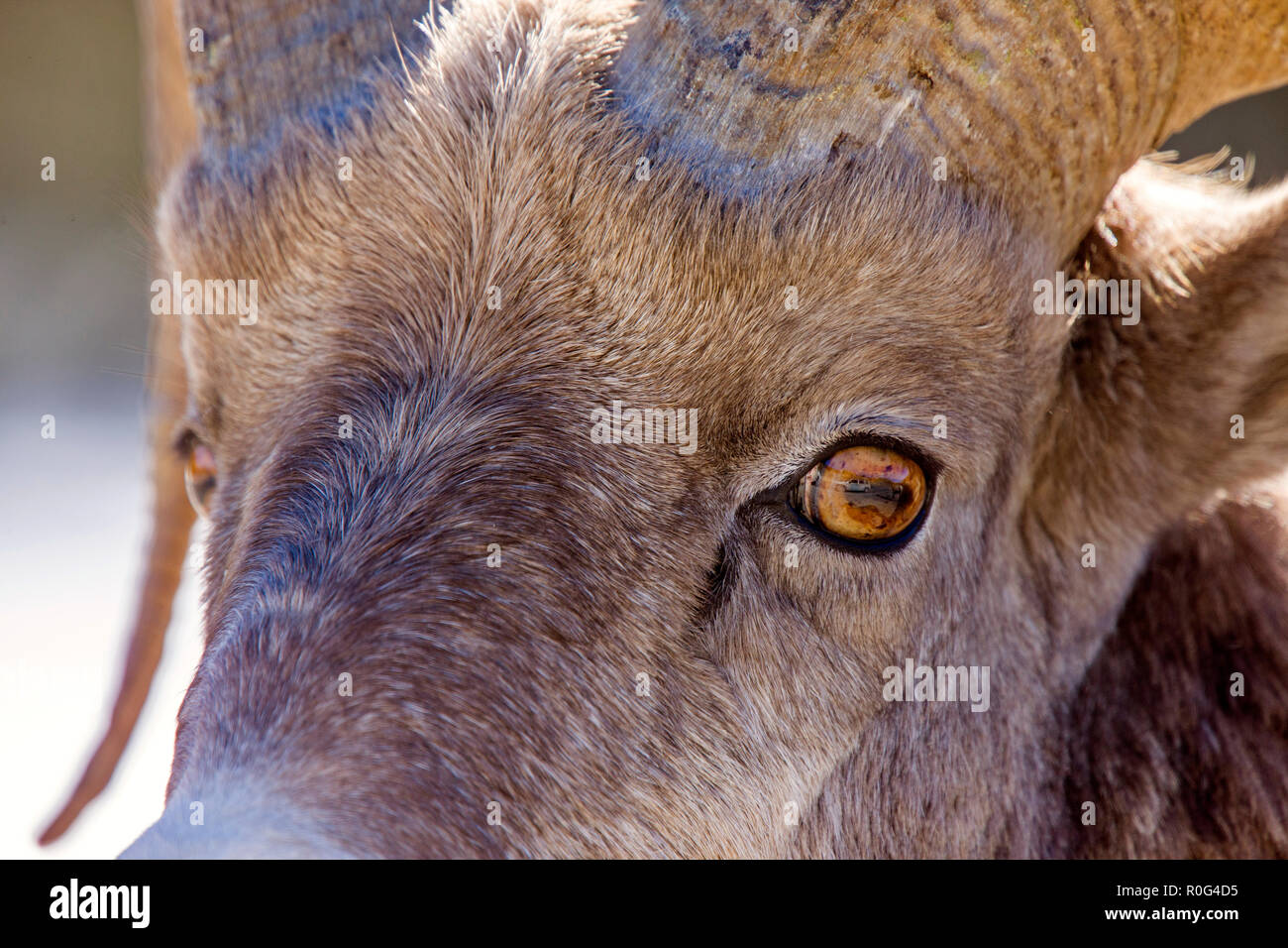 Rocky Mountain Ram Big Horn Sheep Kananaskis Alberta Winter Stock Photo ...