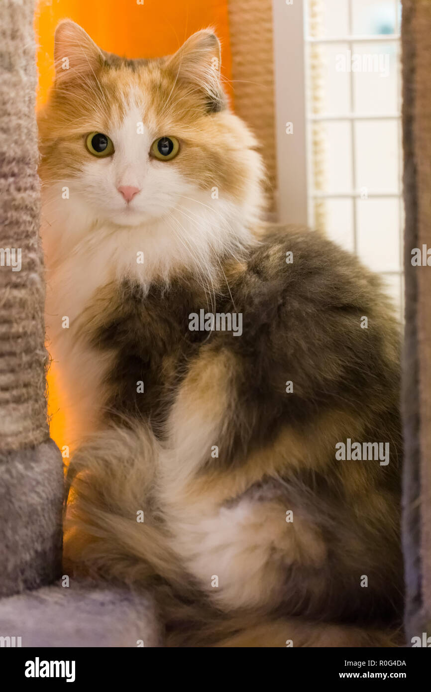 Beautiful long-hair female cat sitting and staring agitated Stock Photo ...