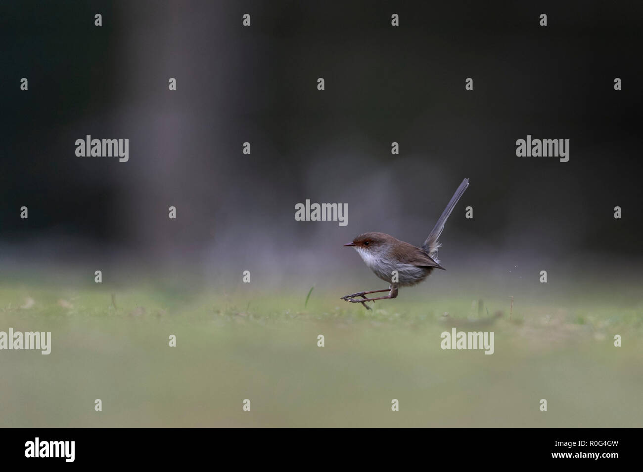 Australian superb fairy wren hi-res stock photography and images - Alamy