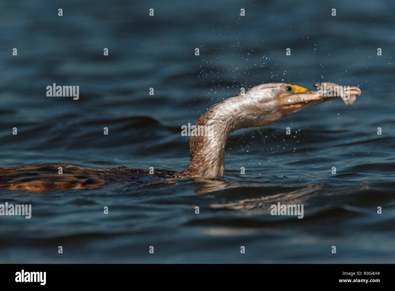 Cormorant with fish in its mouth hi-res stock photography and images ...