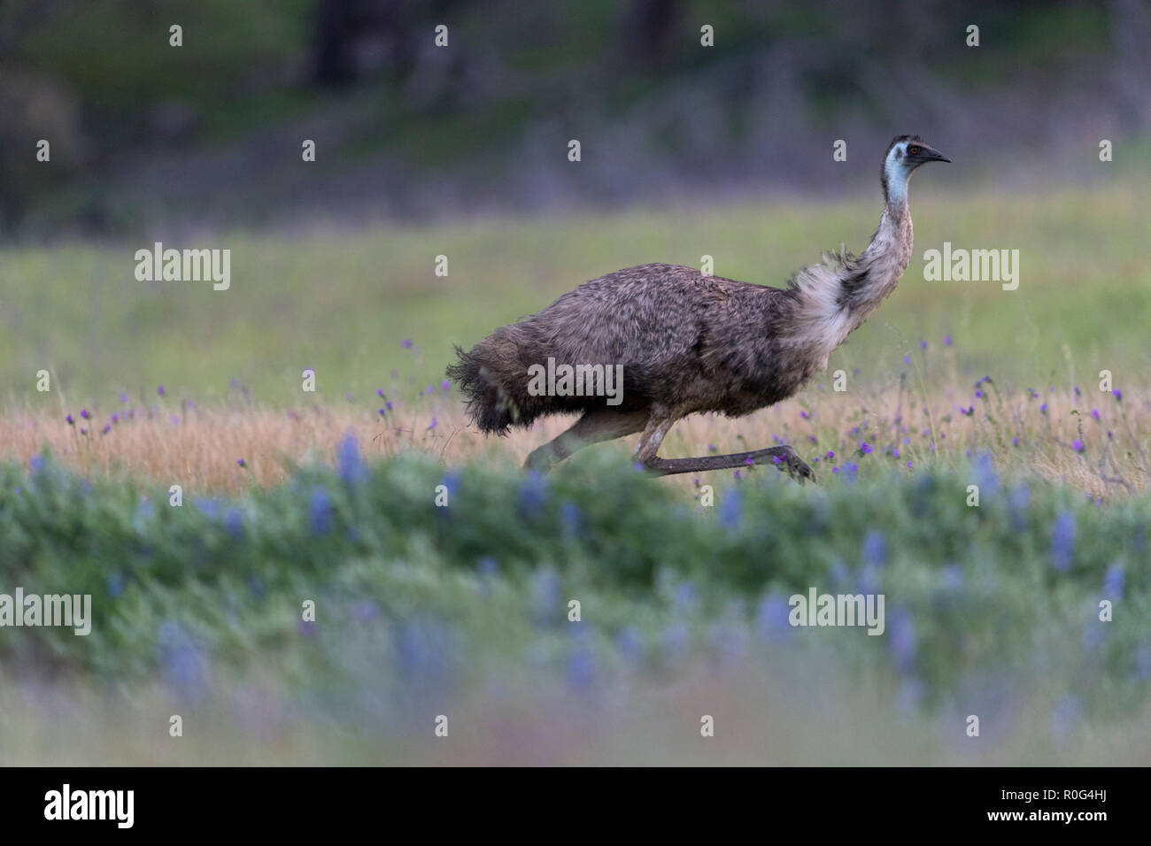 Domains novaehollandiae hi-res stock photography and images - Alamy