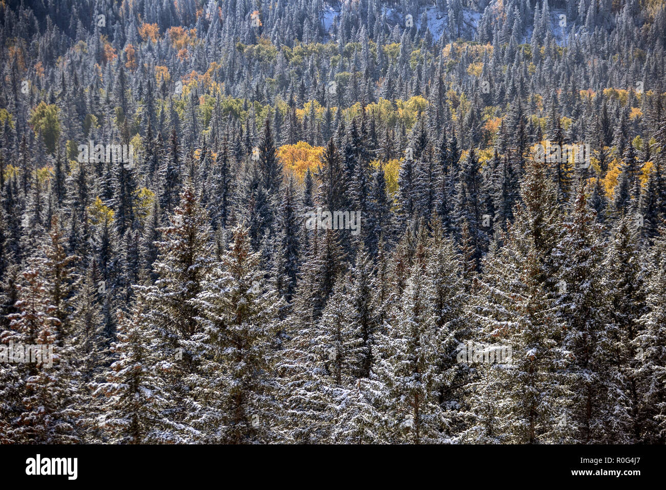 Cypress Hills First Snowfall Alberta Saskatchewan Canada Stock Photo ...