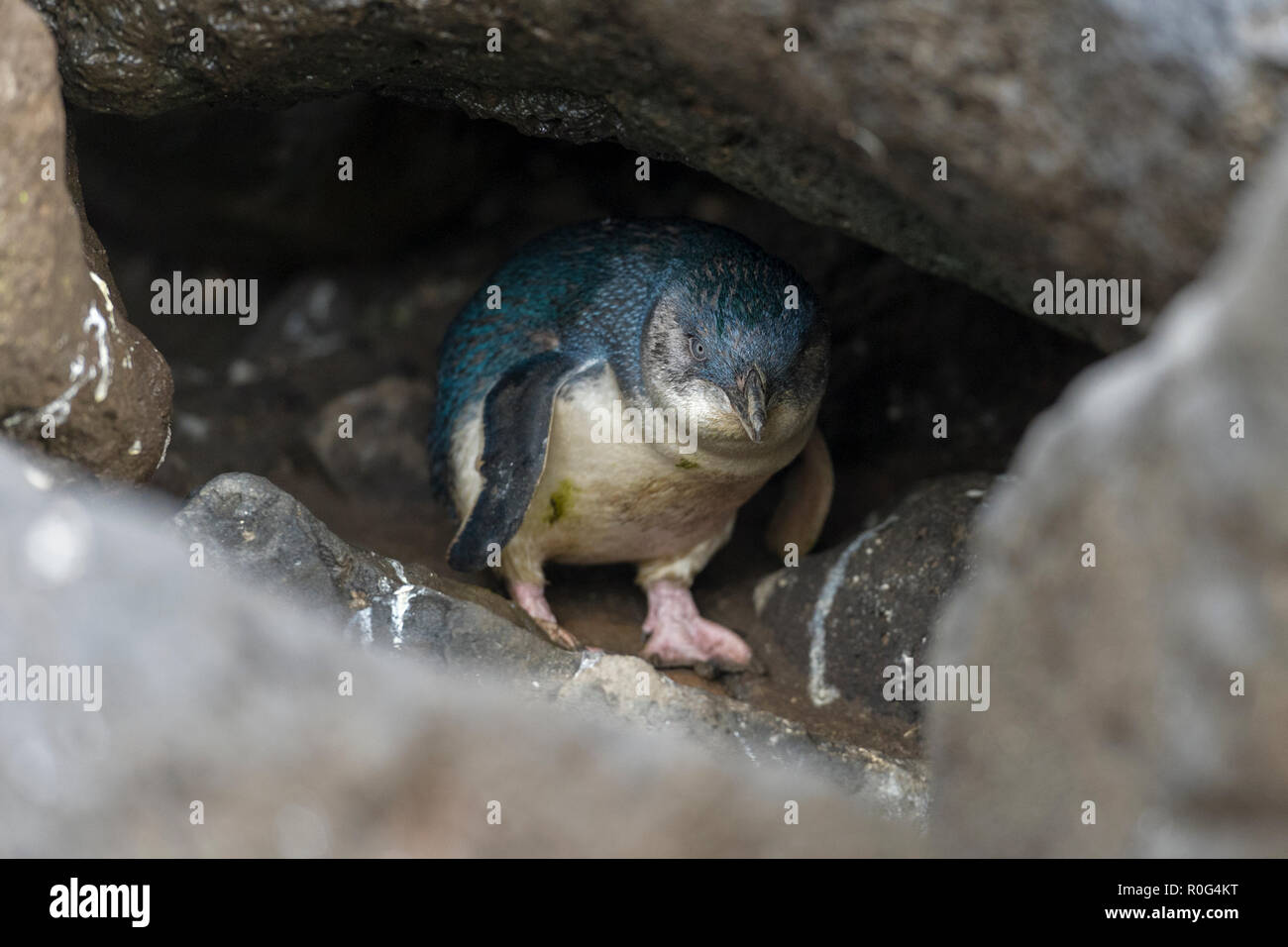 little blue penguin standing inside rock cave looking out st kilda pier ...