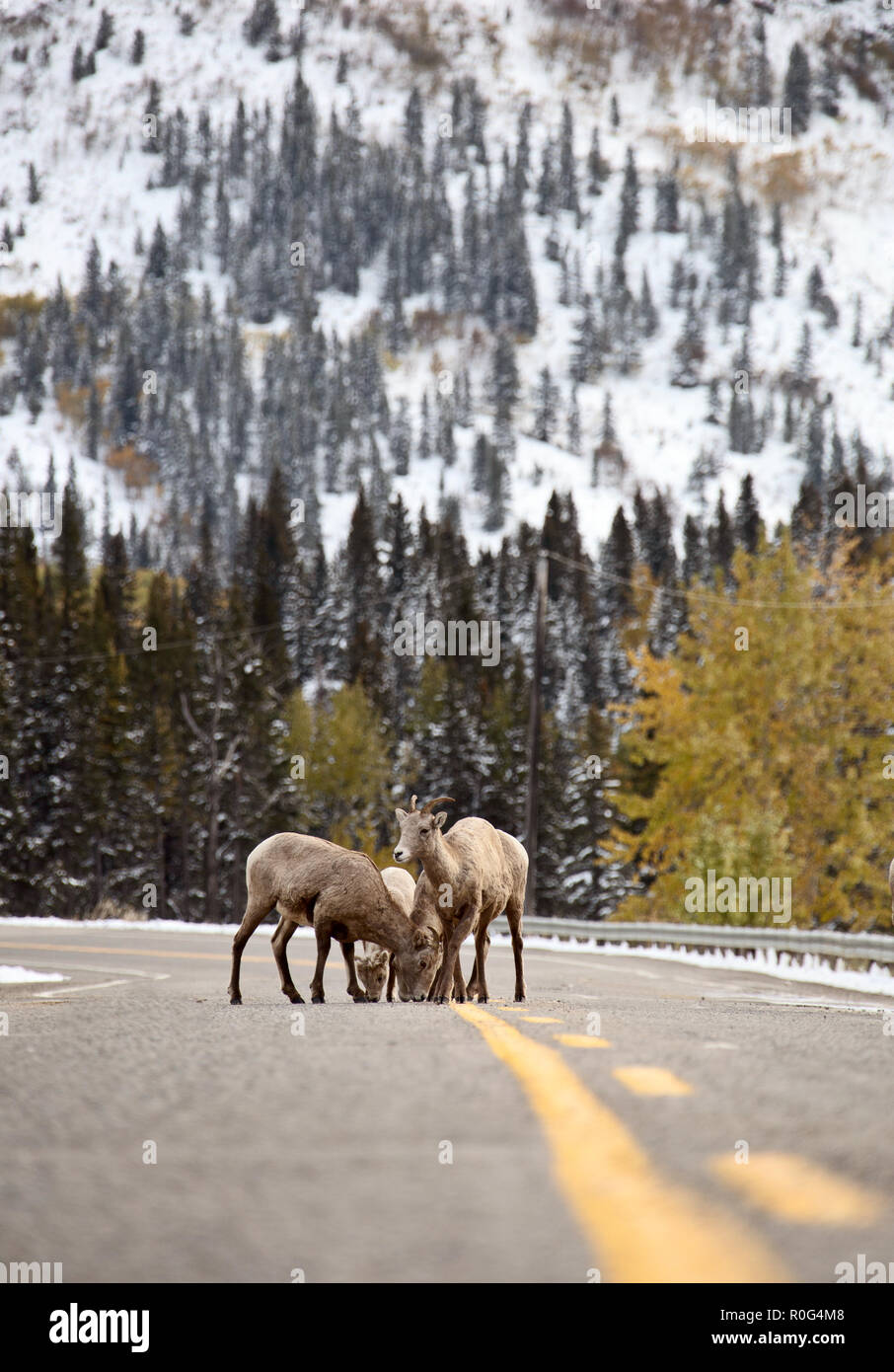Rocky Mountain Ram Big Horn Sheep Kananaskis Alberta Winter Stock Photo ...