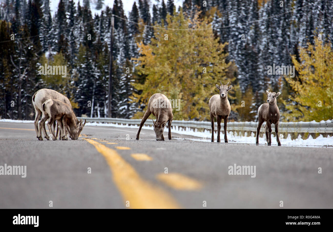 Rocky Mountain Ram Big Horn Sheep Kananaskis Alberta Winter Stock Photo ...