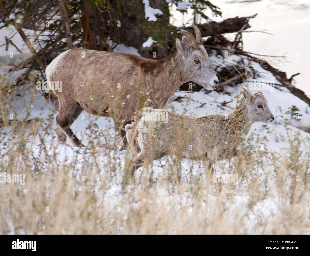 Rocky Mountain Ram Big Horn Sheep Kananaskis Alberta Winter Stock Photo ...