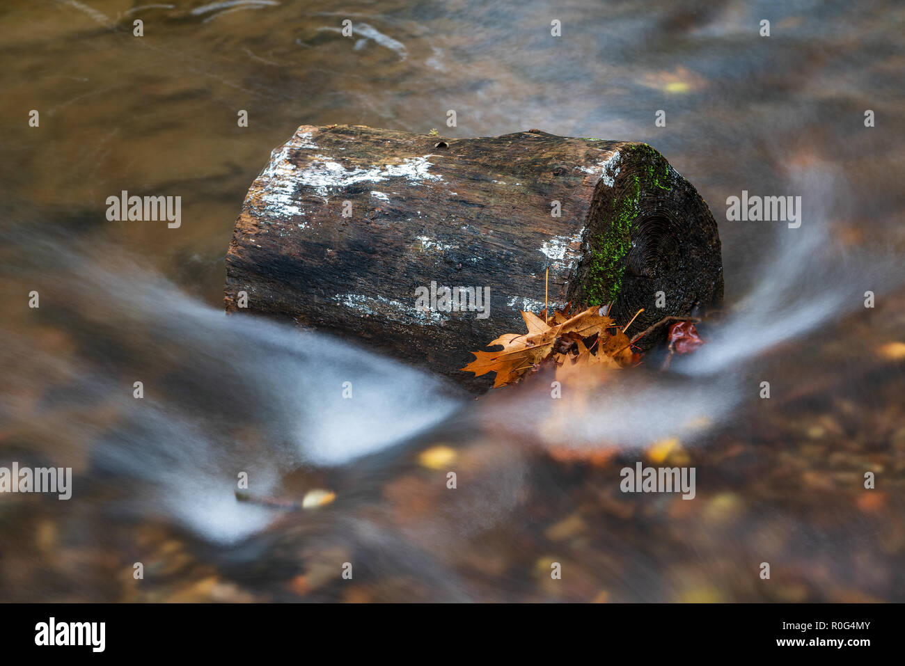 River in the woods in autumn Stock Photo - Alamy