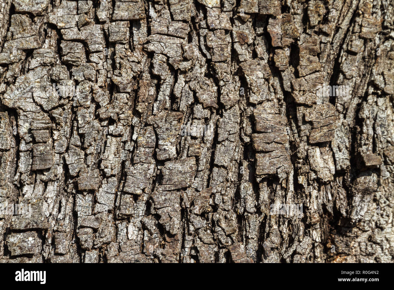 Holly oak forest hi-res stock photography and images - Alamy
