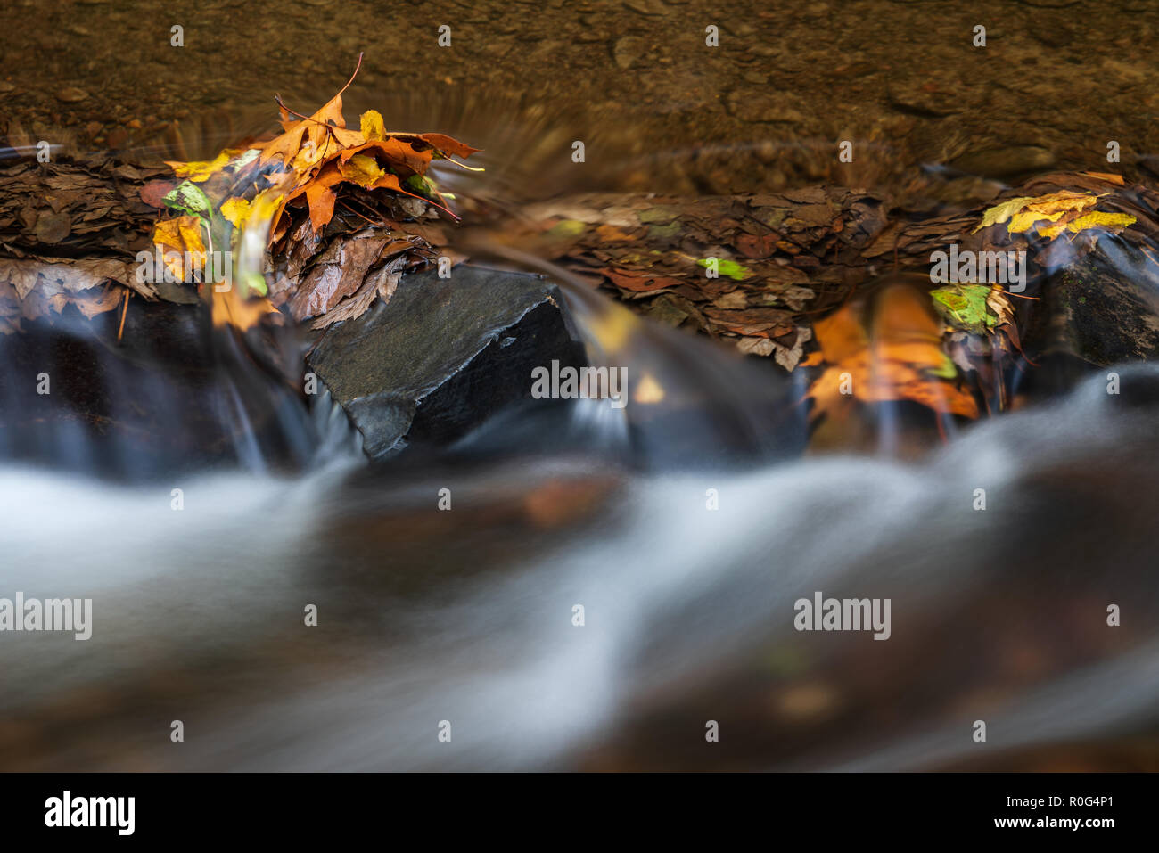 River in the woods in autumn Stock Photo - Alamy
