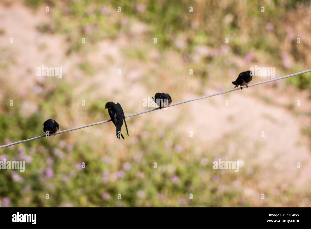 Top view wild animals birds hi-res stock photography and images - Alamy