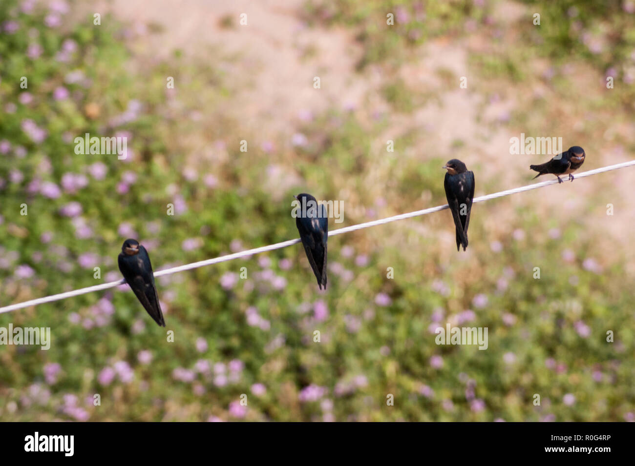 Top view wild animals birds hi-res stock photography and images - Alamy