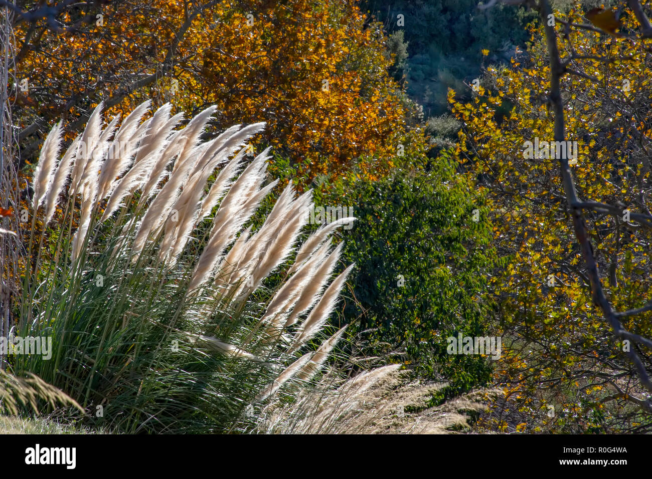 White feather pampas grass on the background of trees with autumn ...