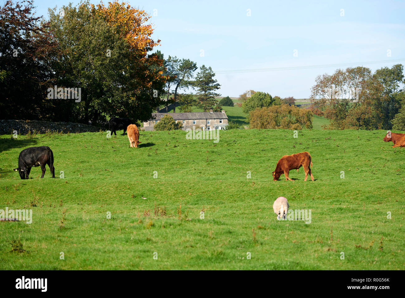 Autumnal light at Austwick, Yorkshire Dales, northern England, UK Stock ...