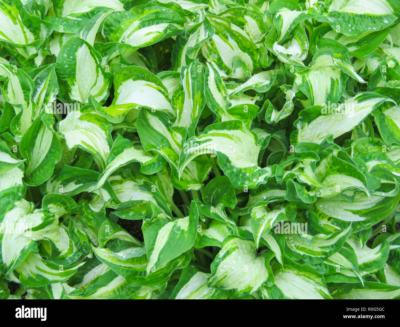 Close up of vibrant variegated green hosta leaves taken in and around ...
