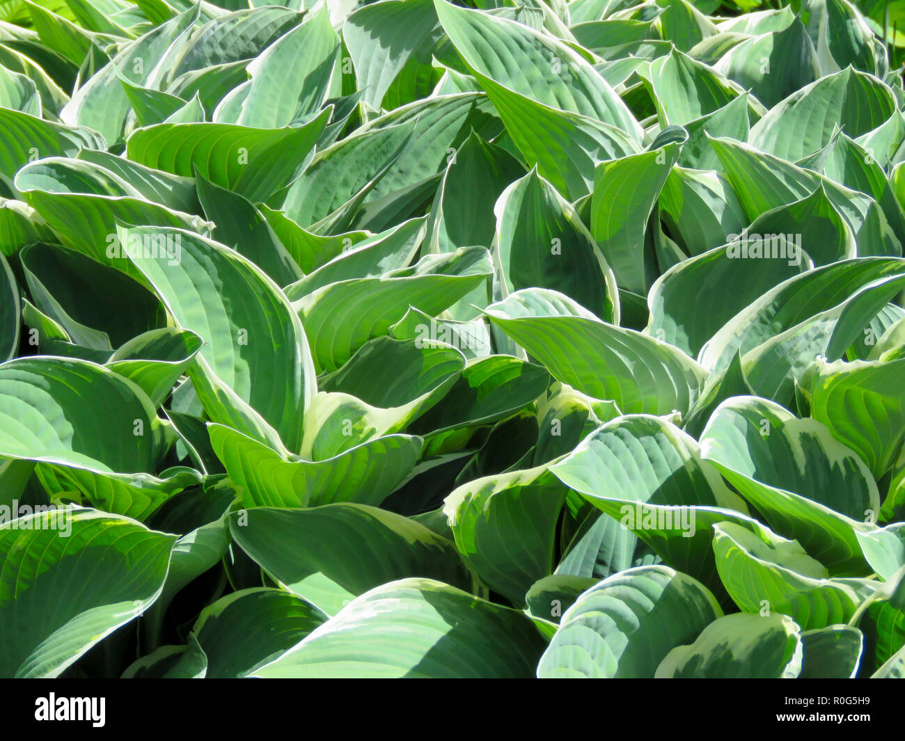Perennial border around hi-res stock photography and images - Alamy