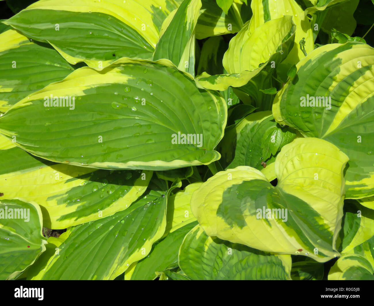Close up of vibrant variegated green hosta leaves taken in and around ...