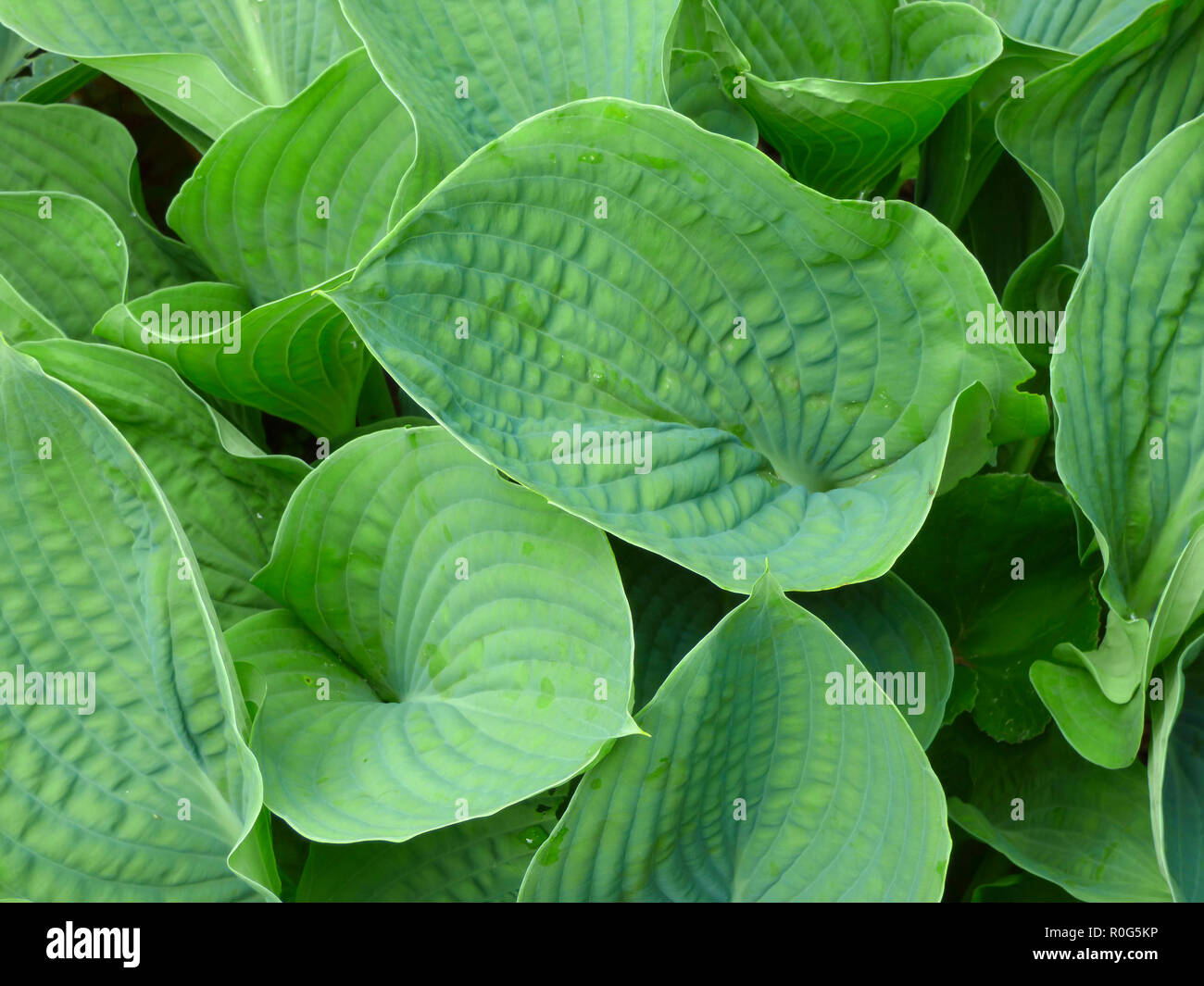 Close up of vibrant variegated green hosta leaves taken in and around ...