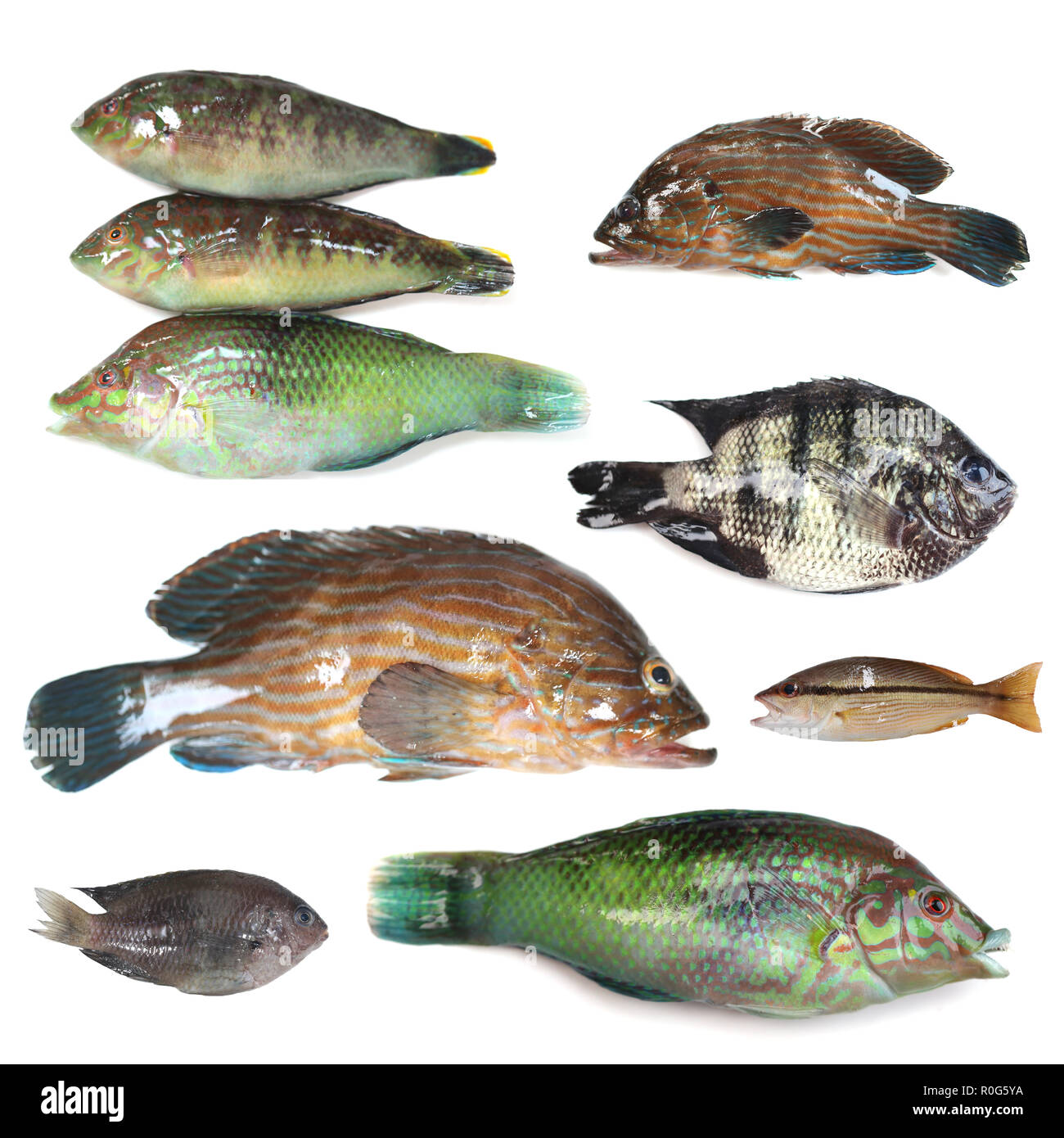 Coral reef colorful fish Cut Out Stock Images & Pictures - Alamy