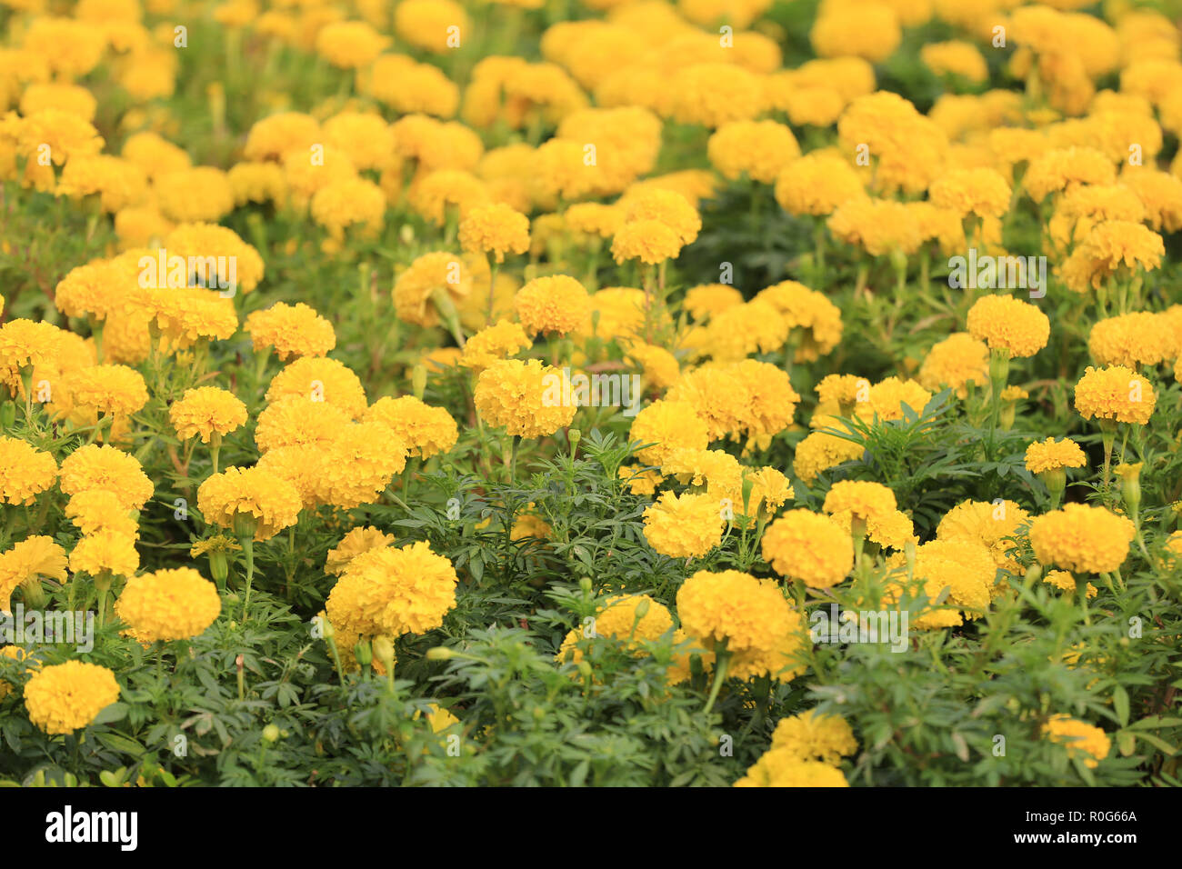 Marigold flower bloom hi-res stock photography and images - Alamy
