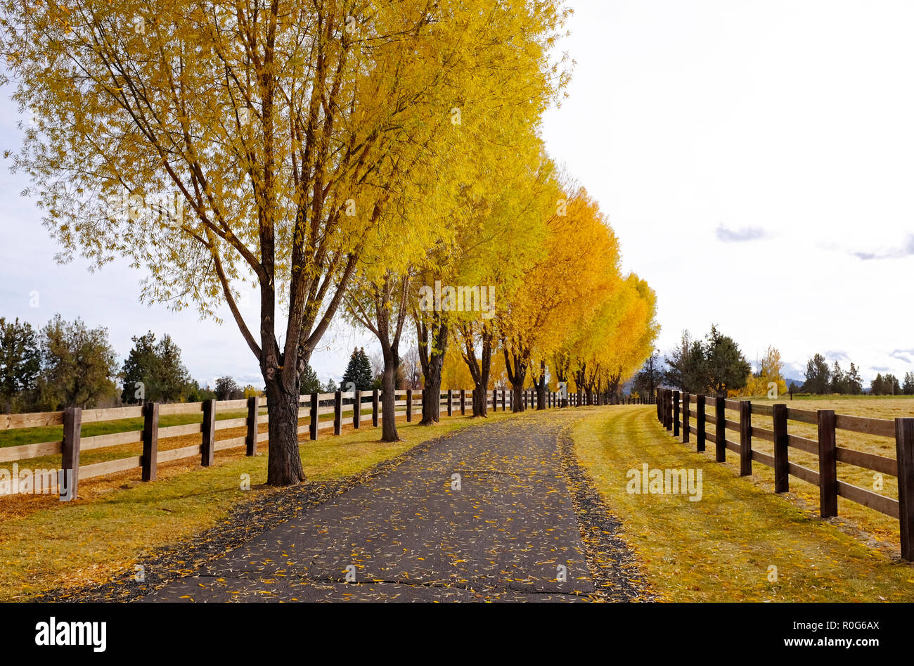 Willow fence hi-res stock photography and images - Alamy