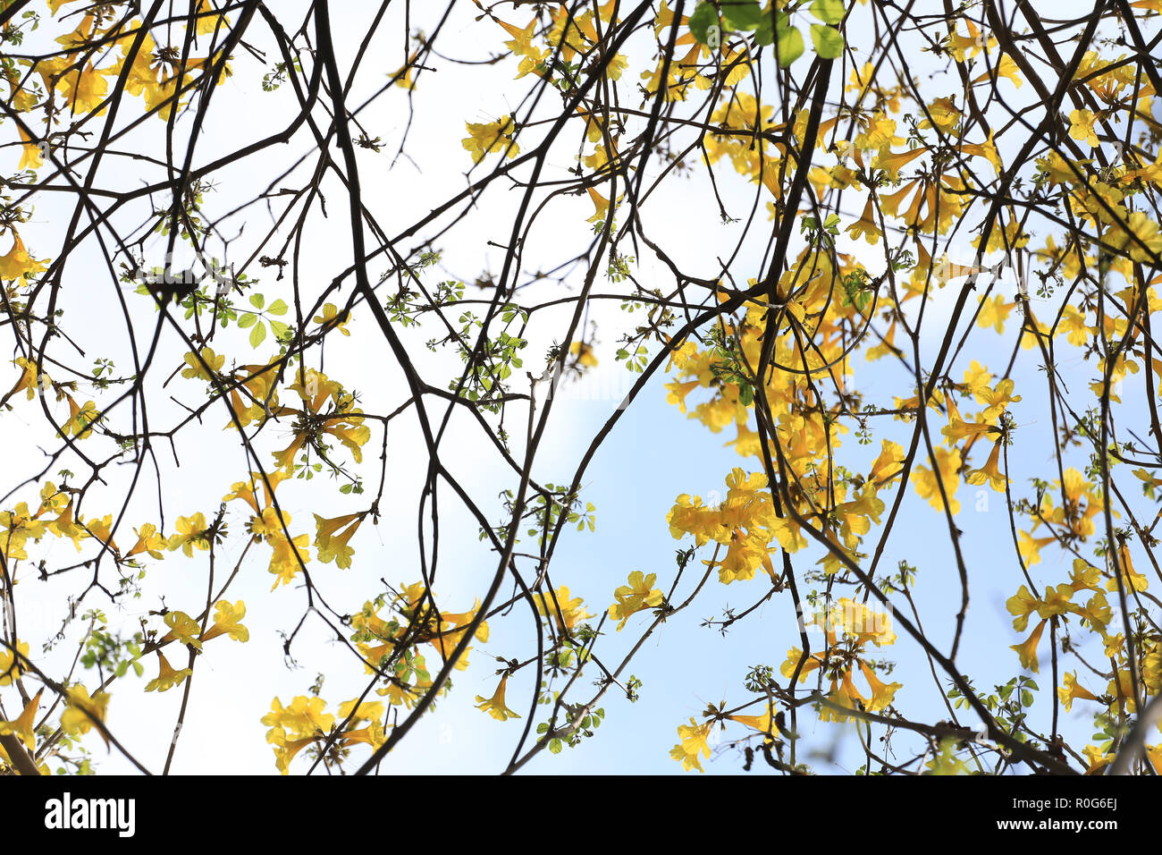 Yellow trumpet tree or tree of gold and in tropical countries called ...
