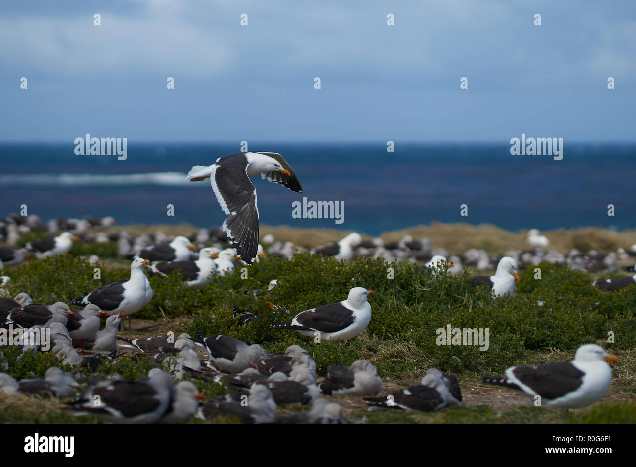 Breeding colony of Kelp Gull (Larus dominicanus) nesting alongside ...