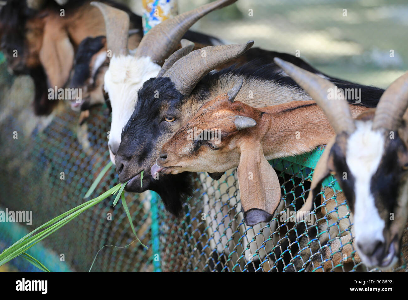 Goats eating grass of tourists have feeding in the farming Stock Photo ...
