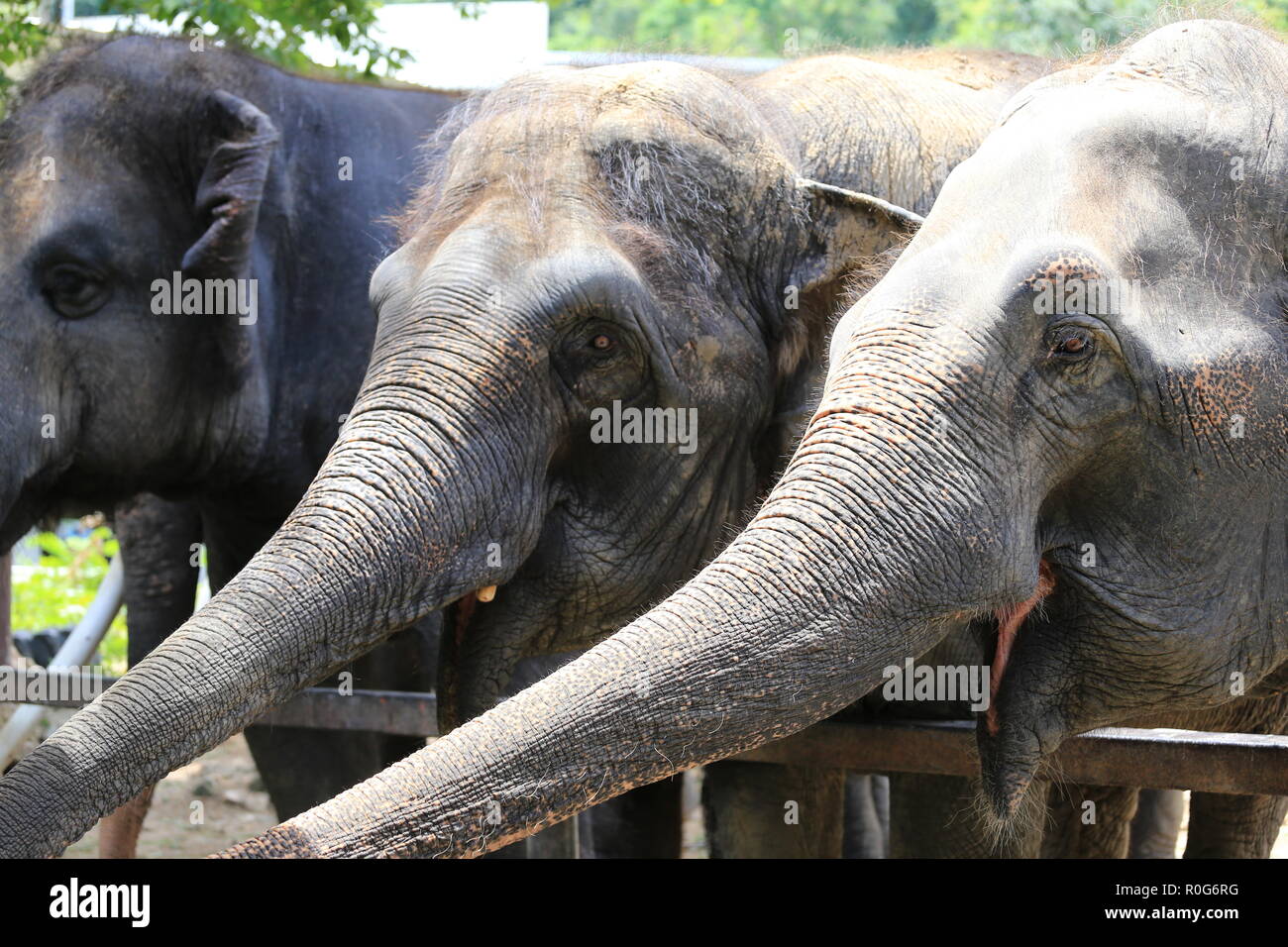 Asian elephants in the zoo Stock Photo - Alamy