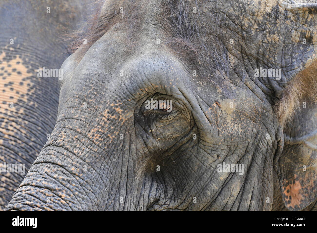 Asian elephants in the zoo,Focus on the eyes Stock Photo - Alamy