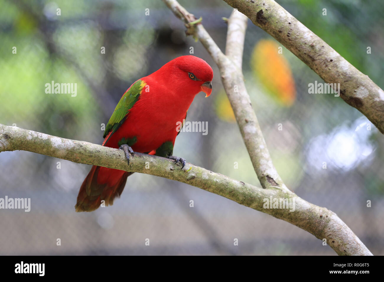 Macore bird hi-res stock photography and images - Alamy