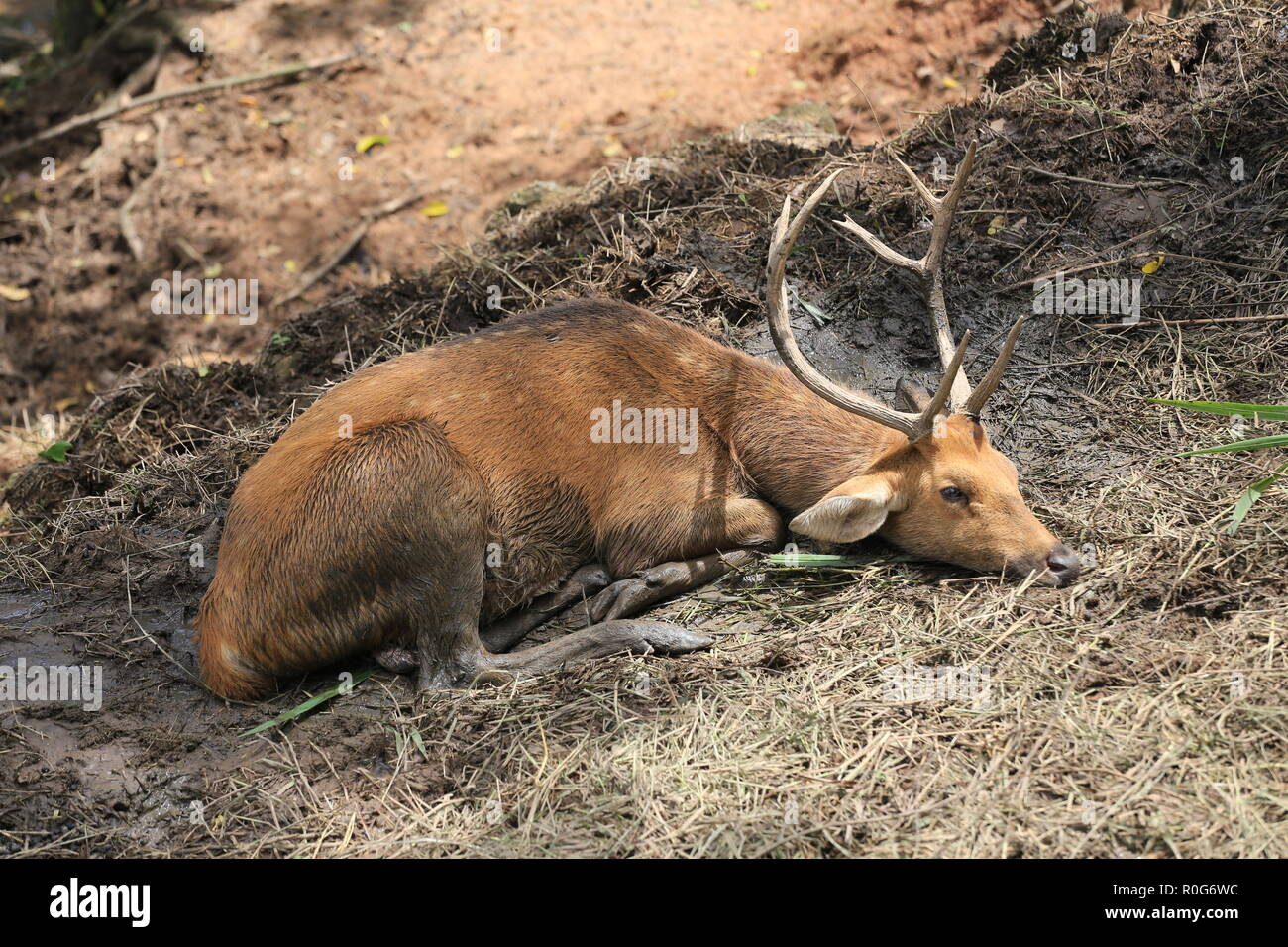 Deer is lying on the ground,Sambar of tropical forest in Thailand Stock ...
