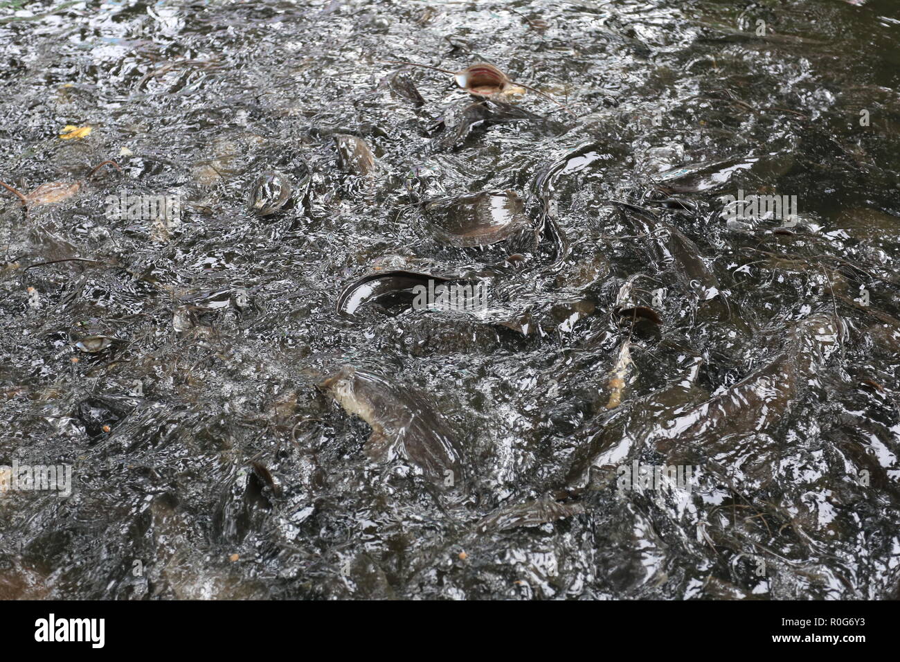Catfish farm in pond hi-res stock photography and images - Alamy
