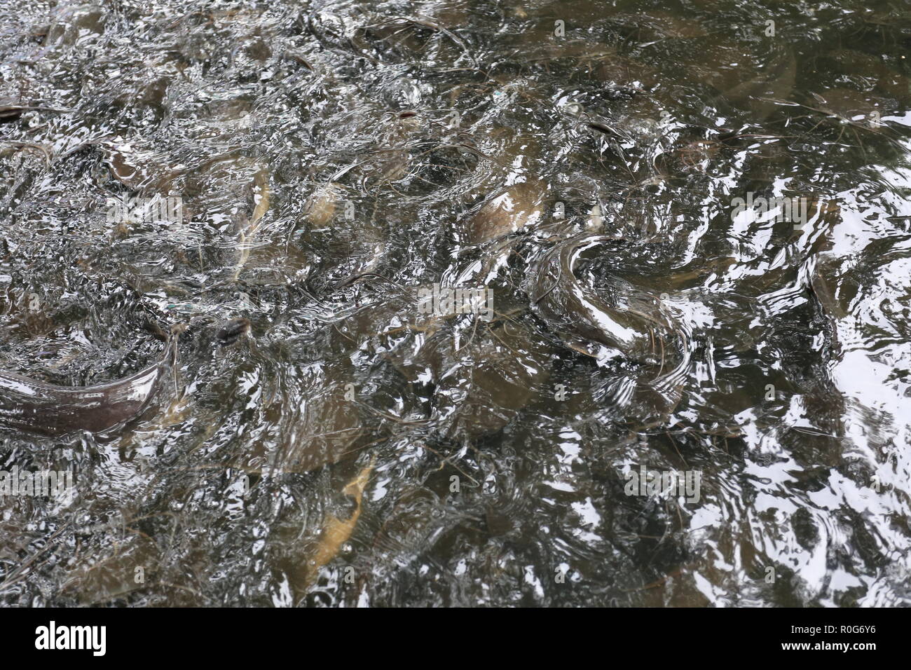 Catfish feeding fish pond hi-res stock photography and images - Alamy