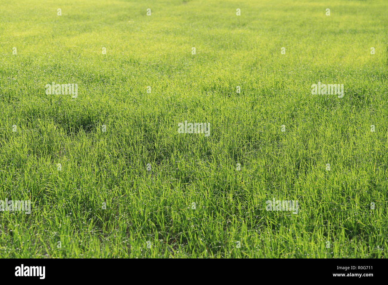 Rice plant in the growing field for the design in your work nature ...