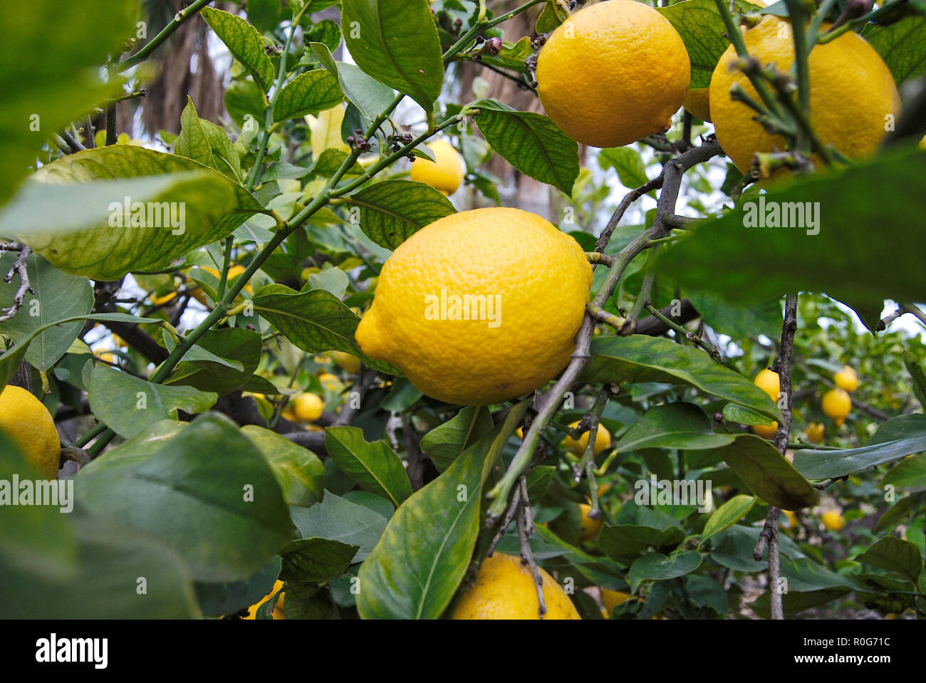 COLOR LEMON TREE Stock Photo - Alamy