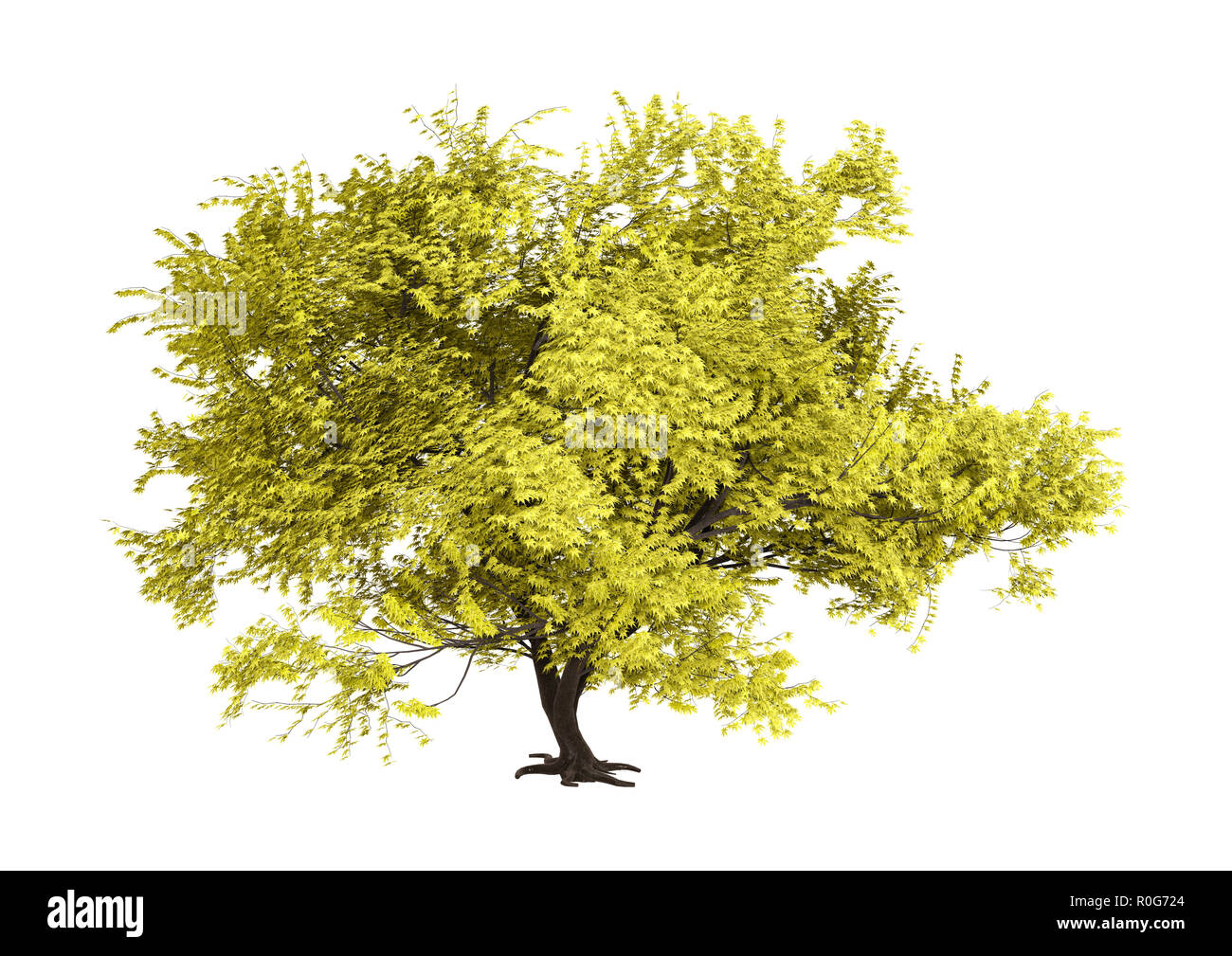 3D rendering of an autumnal momiji tree isolated on white background ...