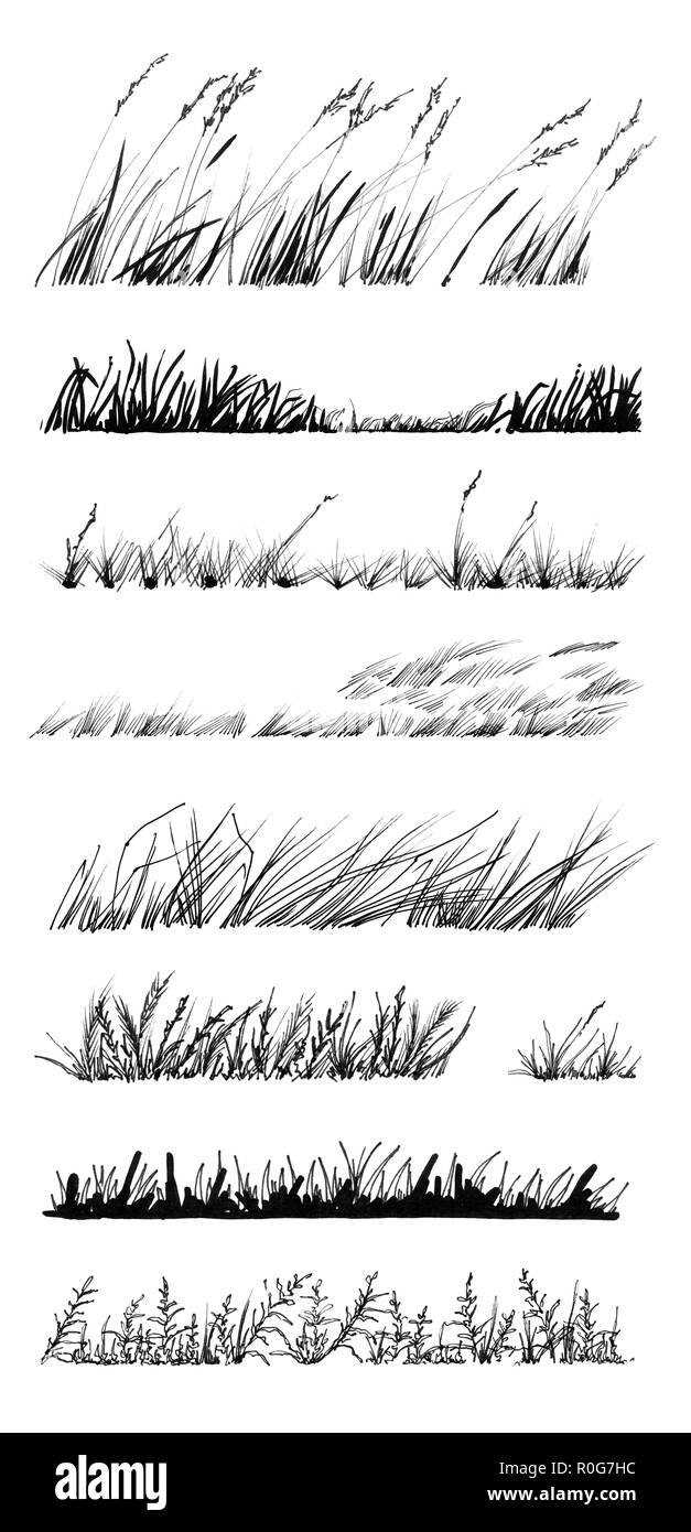 Botanical Sketch Stock Photos & Botanical Sketch Stock Images - Alamy