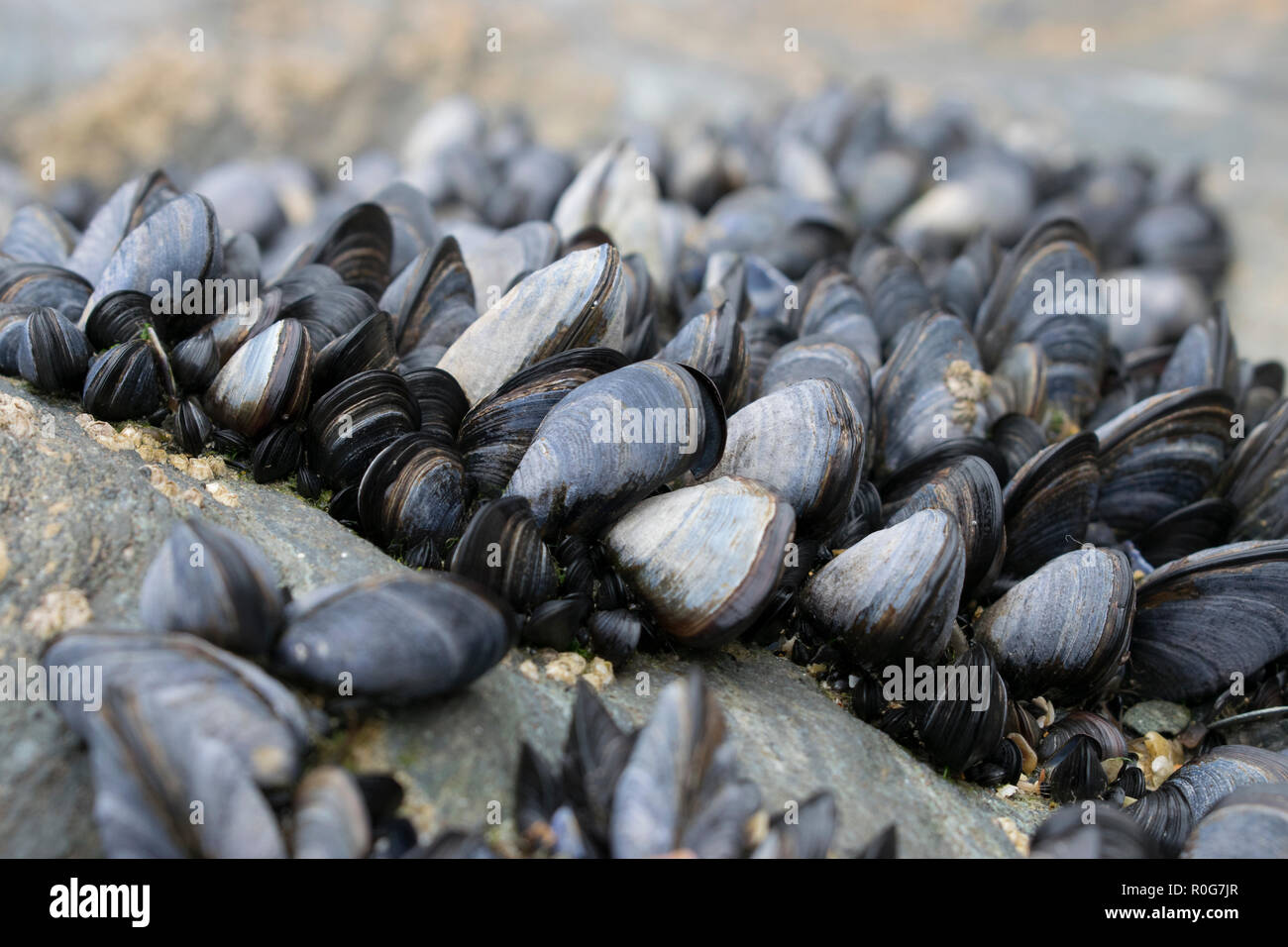 Common mussels hi-res stock photography and images - Alamy