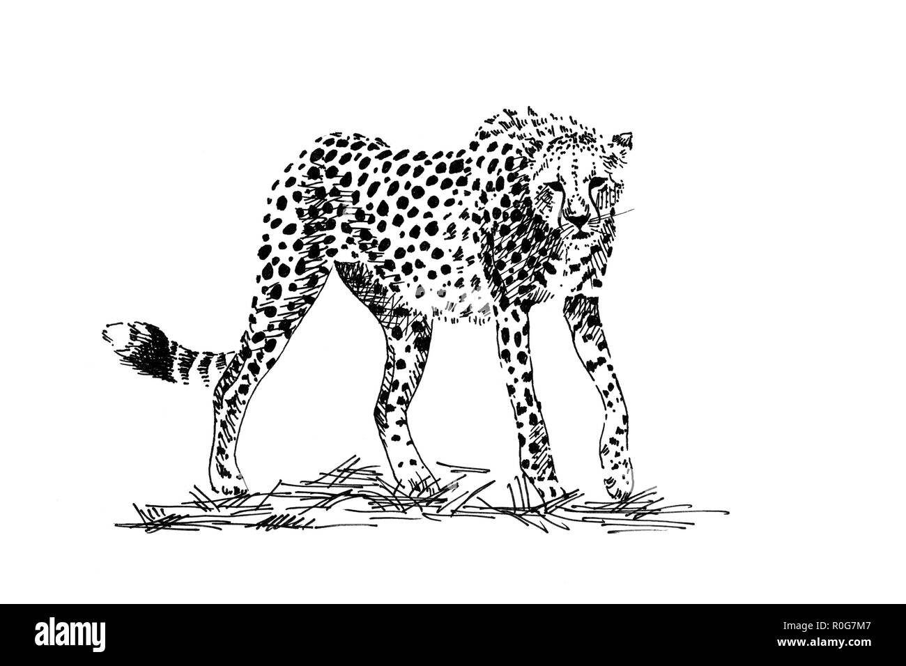 Cheetah Black and White Stock Photos & Images - Alamy