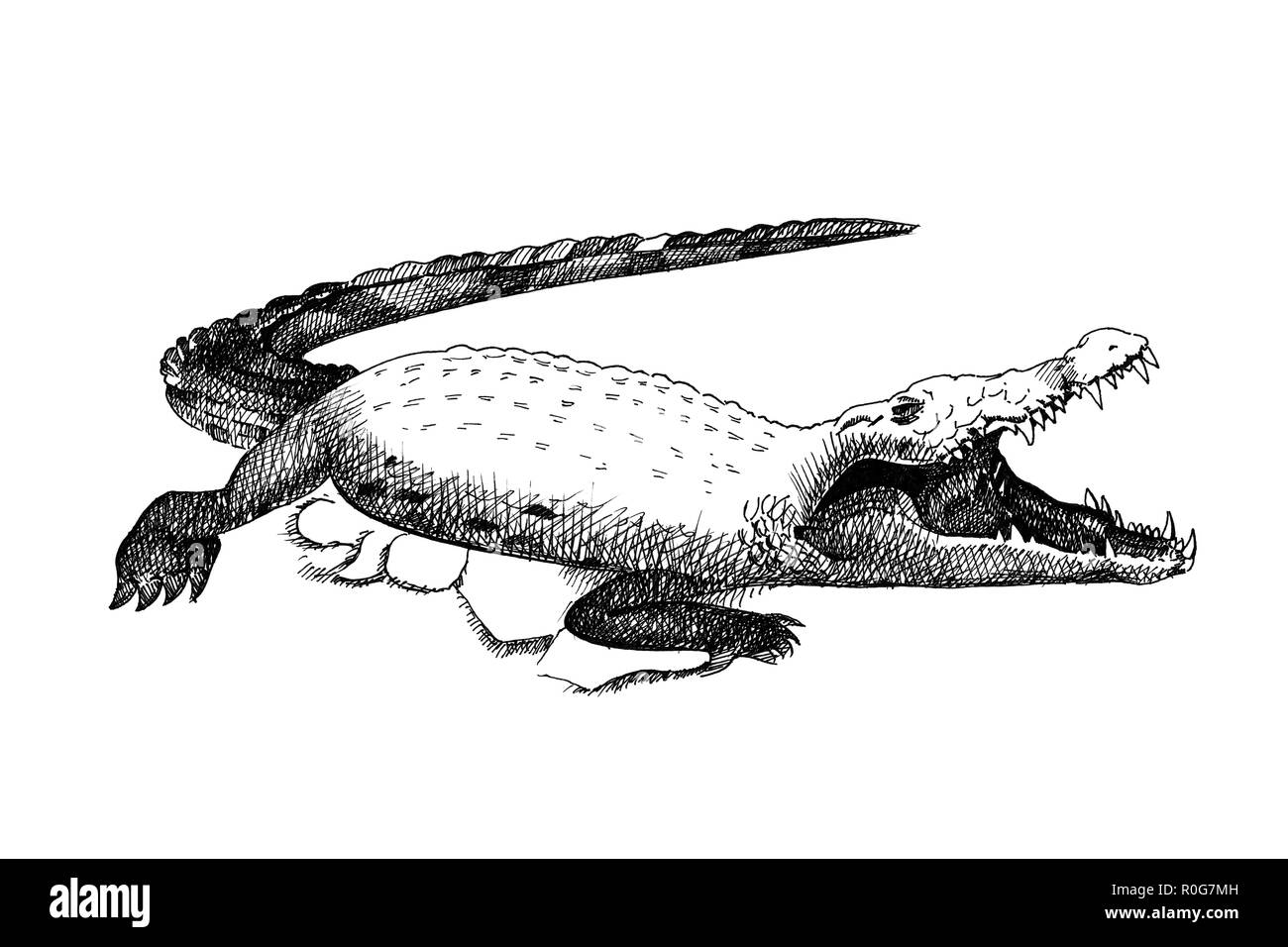 Crocodile drawing hi-res stock photography and images - Alamy