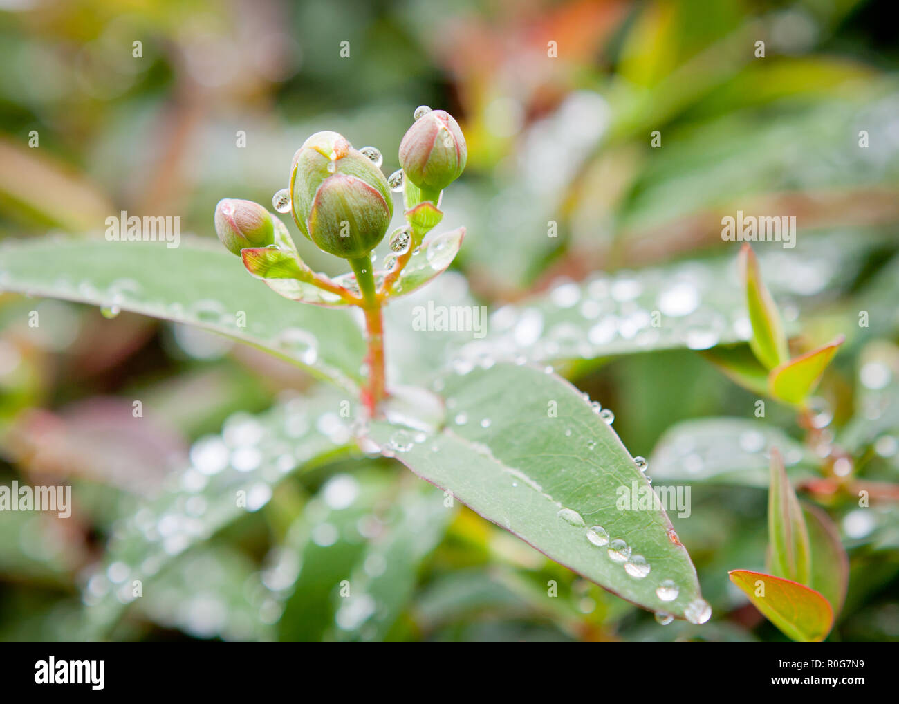 A life like group of buds after a shower of rain Stock Photo - Alamy